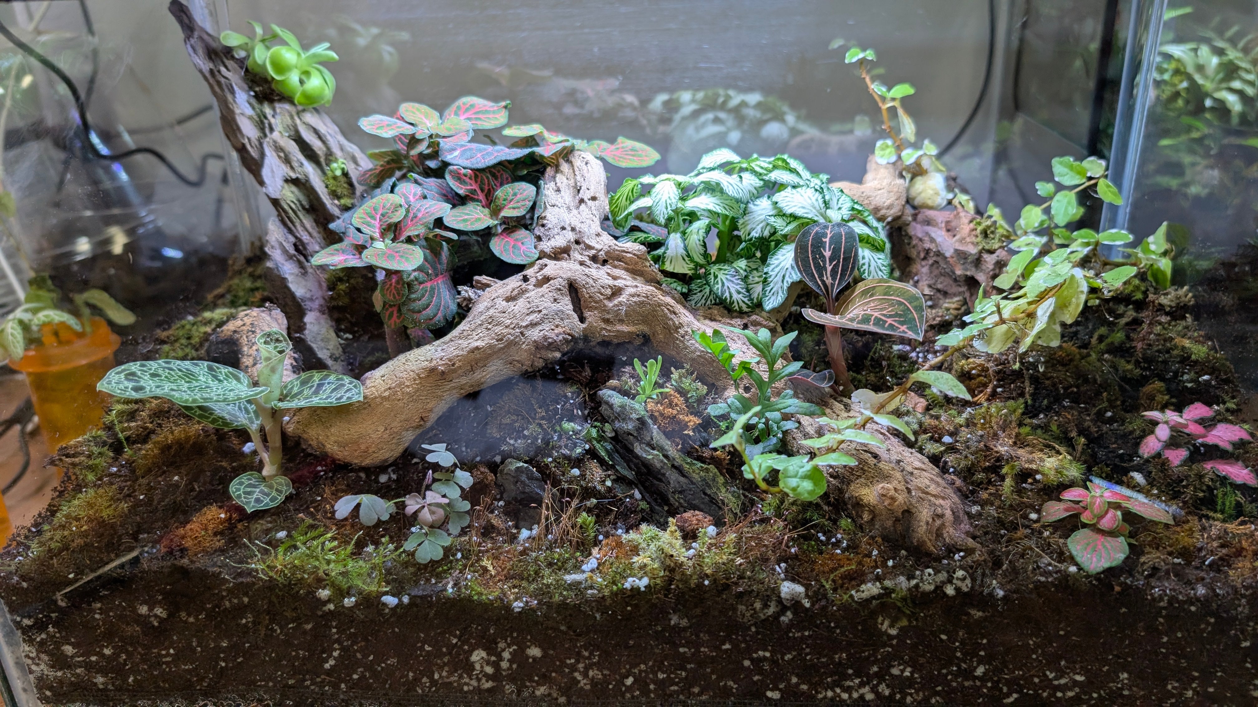 Tropical Terrariums – Gregariums